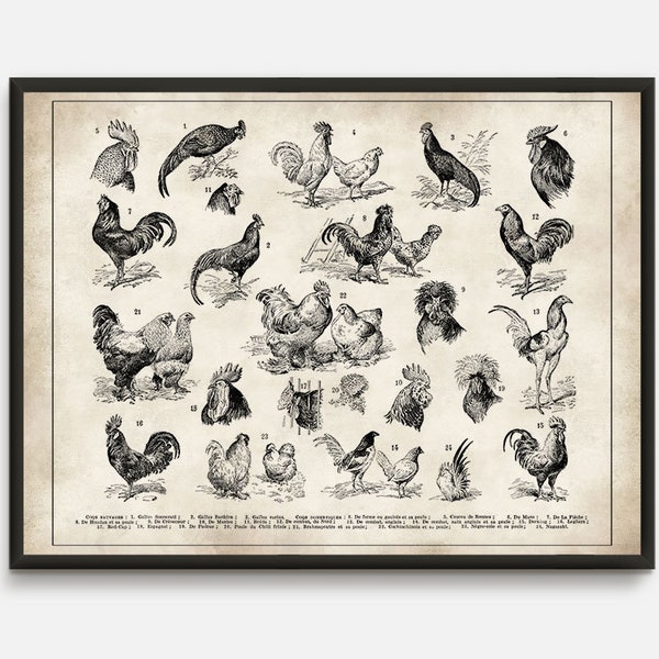 Chicken Poster - Etsy