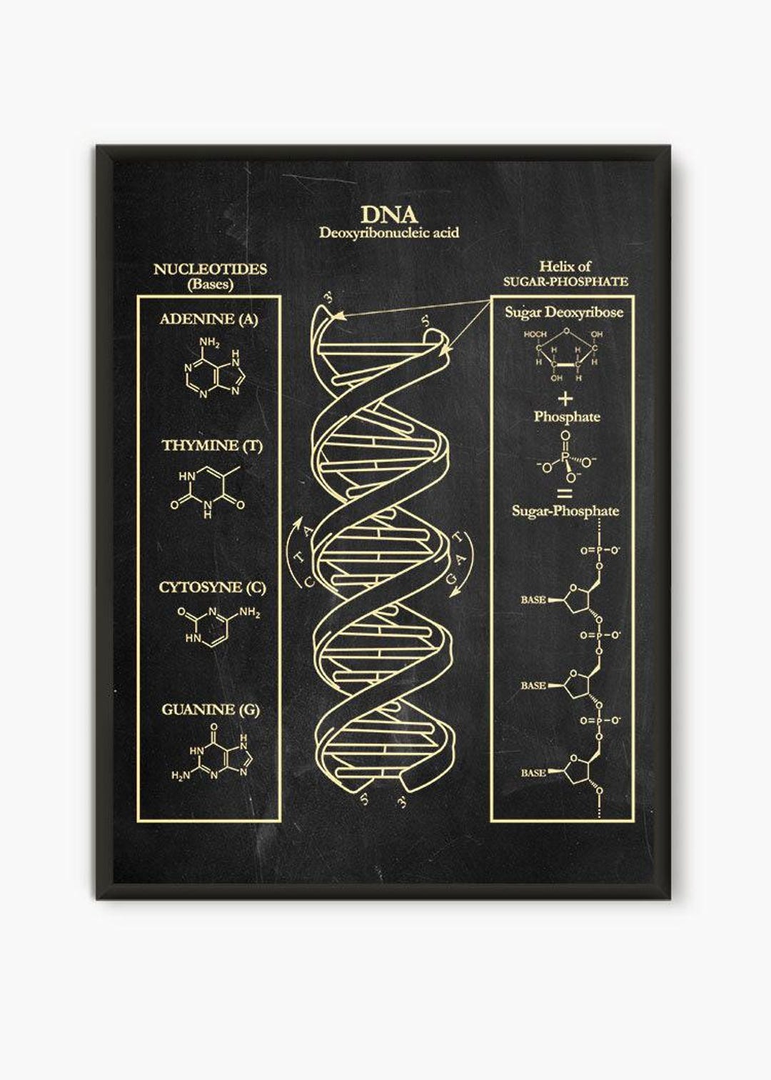 DNA Wall Art Poster,biology Student Gift, Classroom Art Poster ...