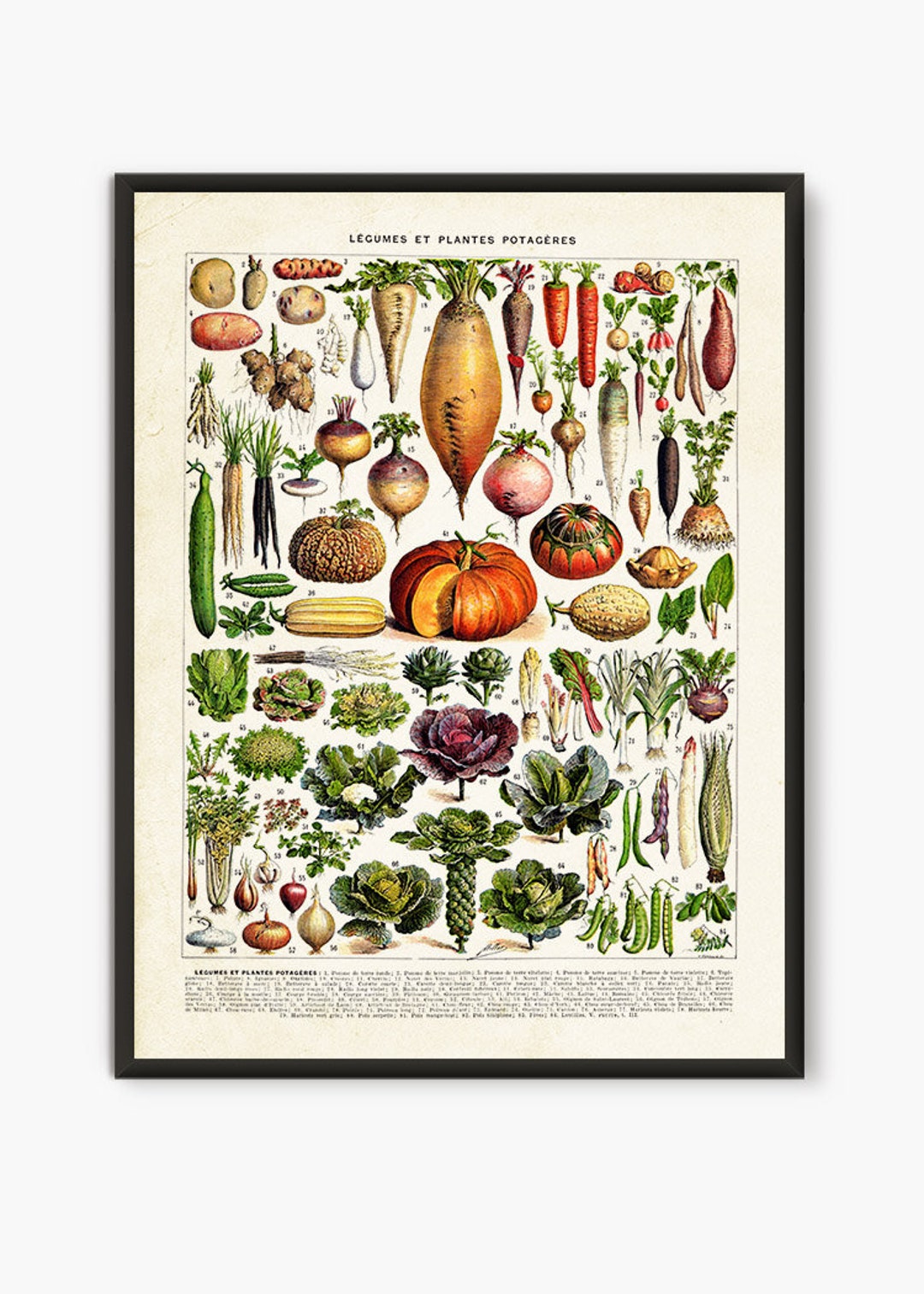 Vegetable Poster, Larousse Old Book,vegetables Decor,botanical Poster ...