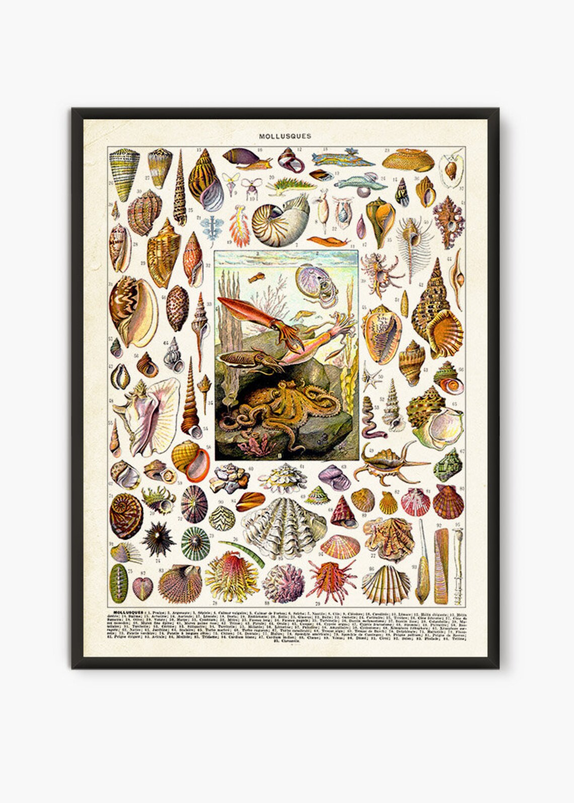 Shellfish Art Nautical Poster Seashel Print Marine - Etsy