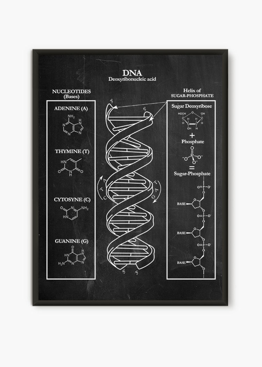 DNA Wall Art Poster Biology Student Gift Classroom Art Poster - Etsy