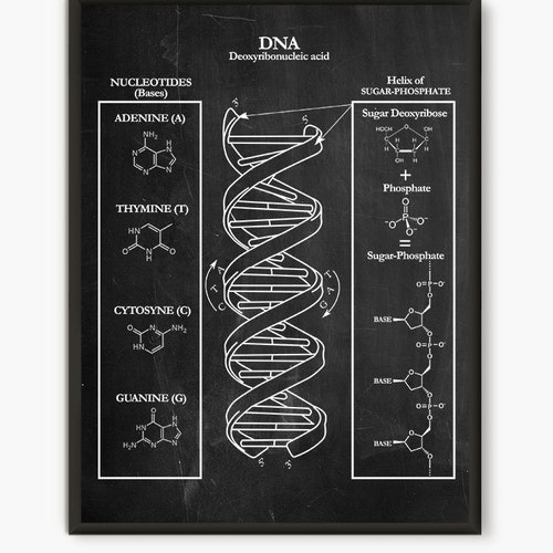 DNA Wall Art Poster Biology Student Gift Classroom Art Poster - Etsy