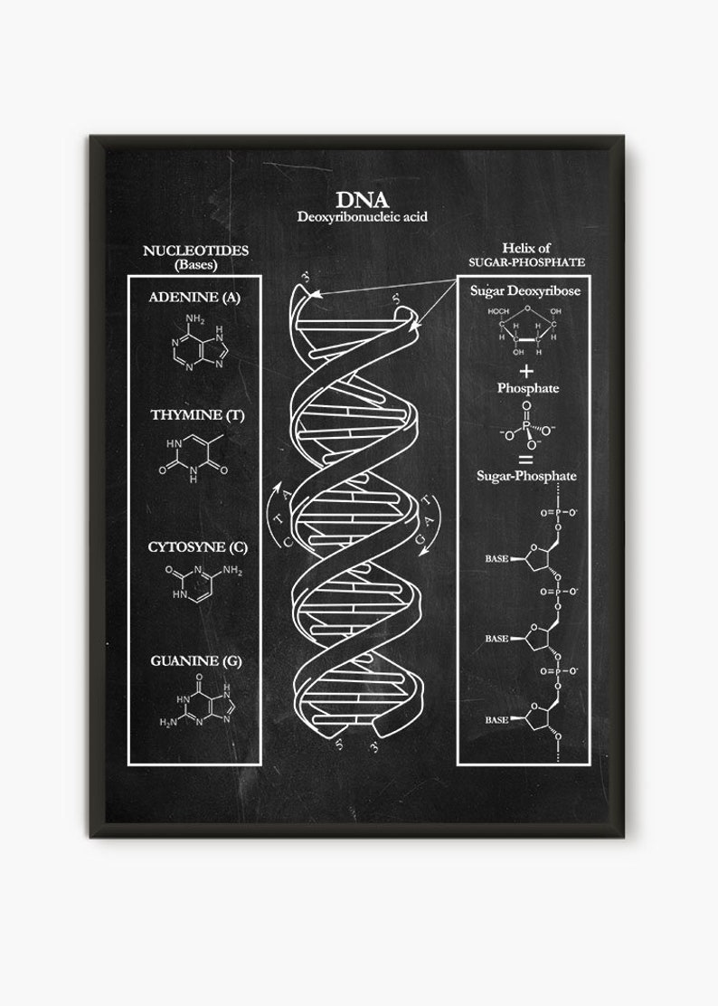 DNA Wall Art Poster Biology Student Gift Classroom Art Poster - Etsy UK
