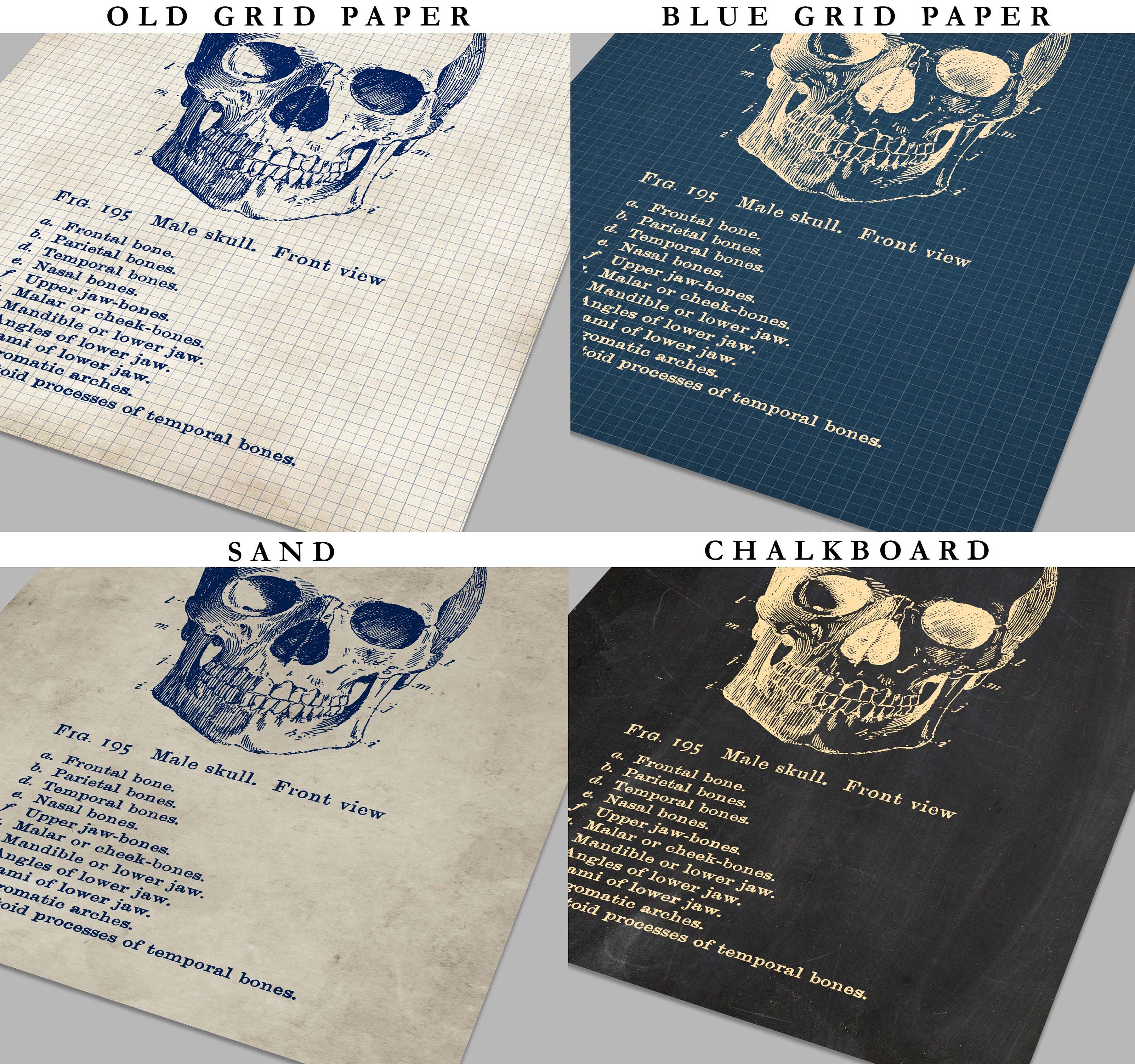 Skull Poster Skull Wall Arthuman Anatomy Gift for Doctor - Etsy