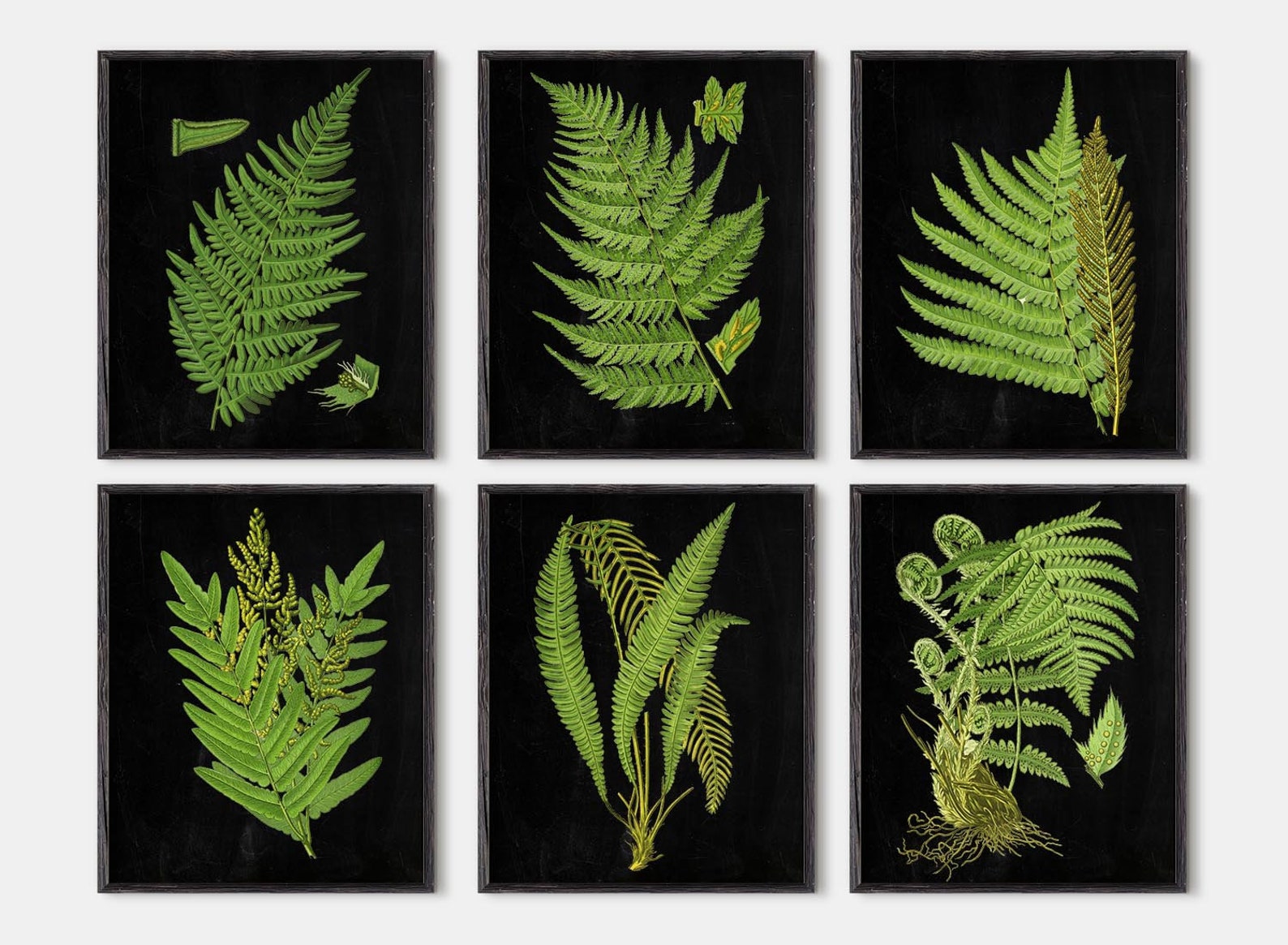 Set of 6 Prints of Ferns Illustrations Botanical Wall Art for | Etsy