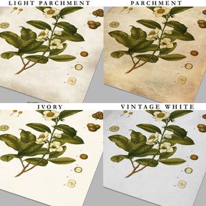 Tea Plant Print, Tea Poster, Tea Wall Art, Kitchen Poster, Tea Idea ...