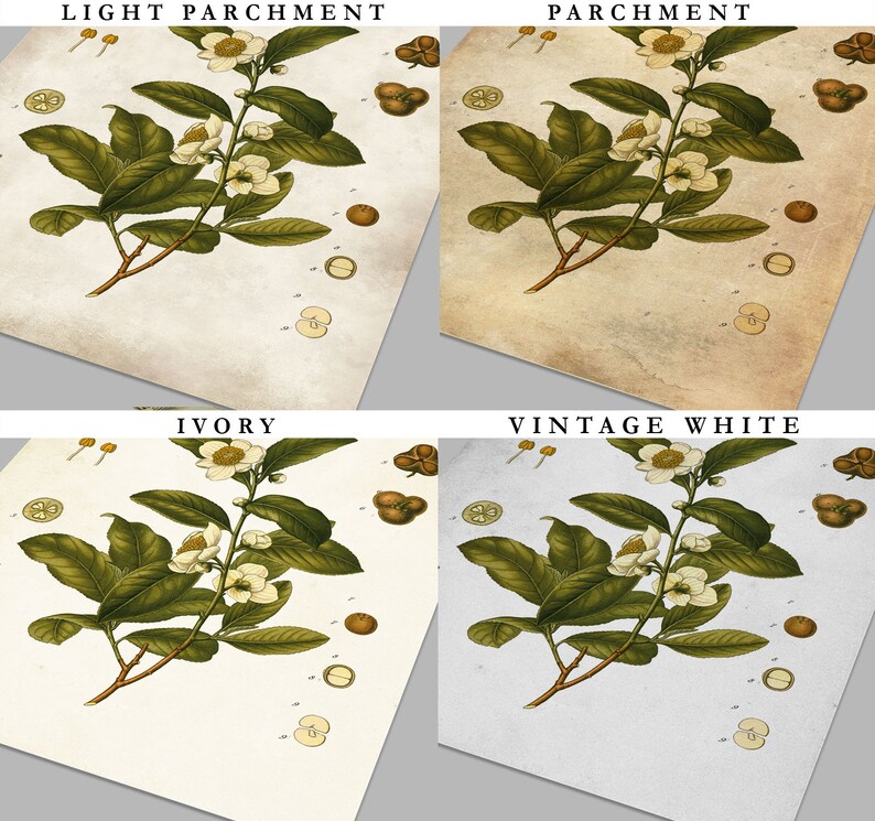 Tea Plant Print Tea Poster Tea Wall Art Kitchen Poster Tea - Etsy