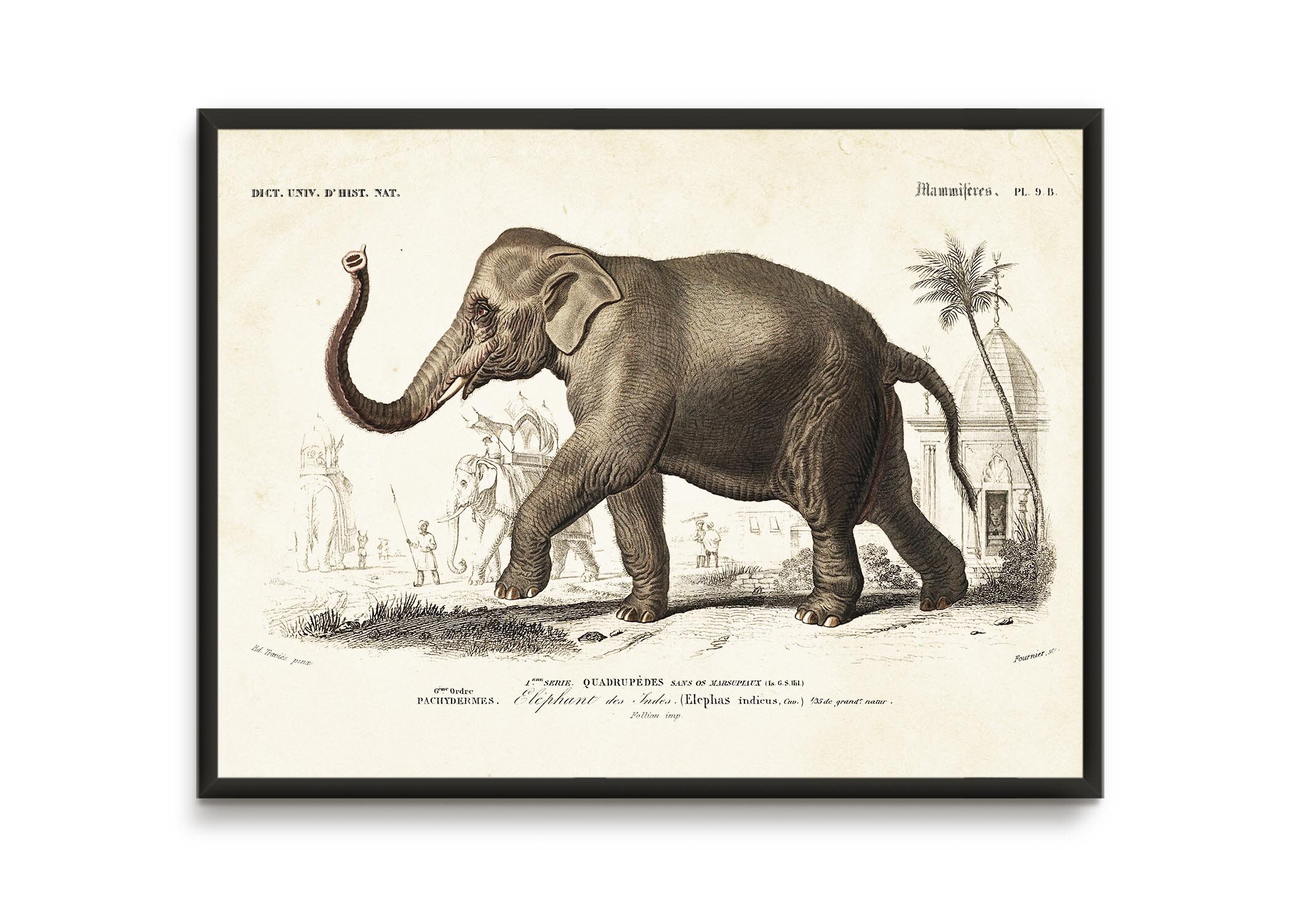 Indian Elephant Print Wall Art Poster Elephant Print 136 | Etsy