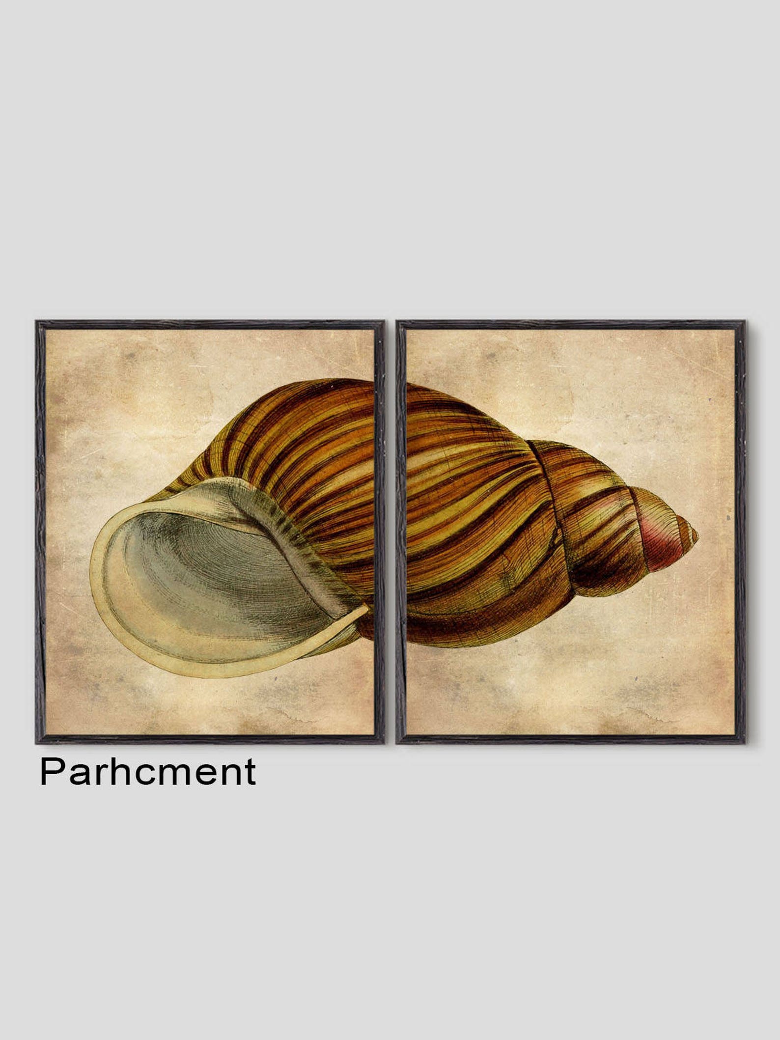 Nautical Poster Sea Shell Set of 2 Prints Blue Nautical | Etsy