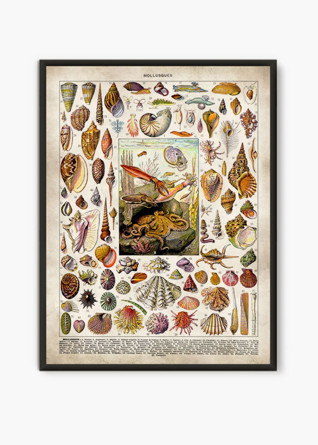 Shellfish Art Nautical Poster Seashel Print Marine - Etsy