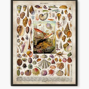 Shellfish Art Nautical Poster Seashel Print Marine - Etsy