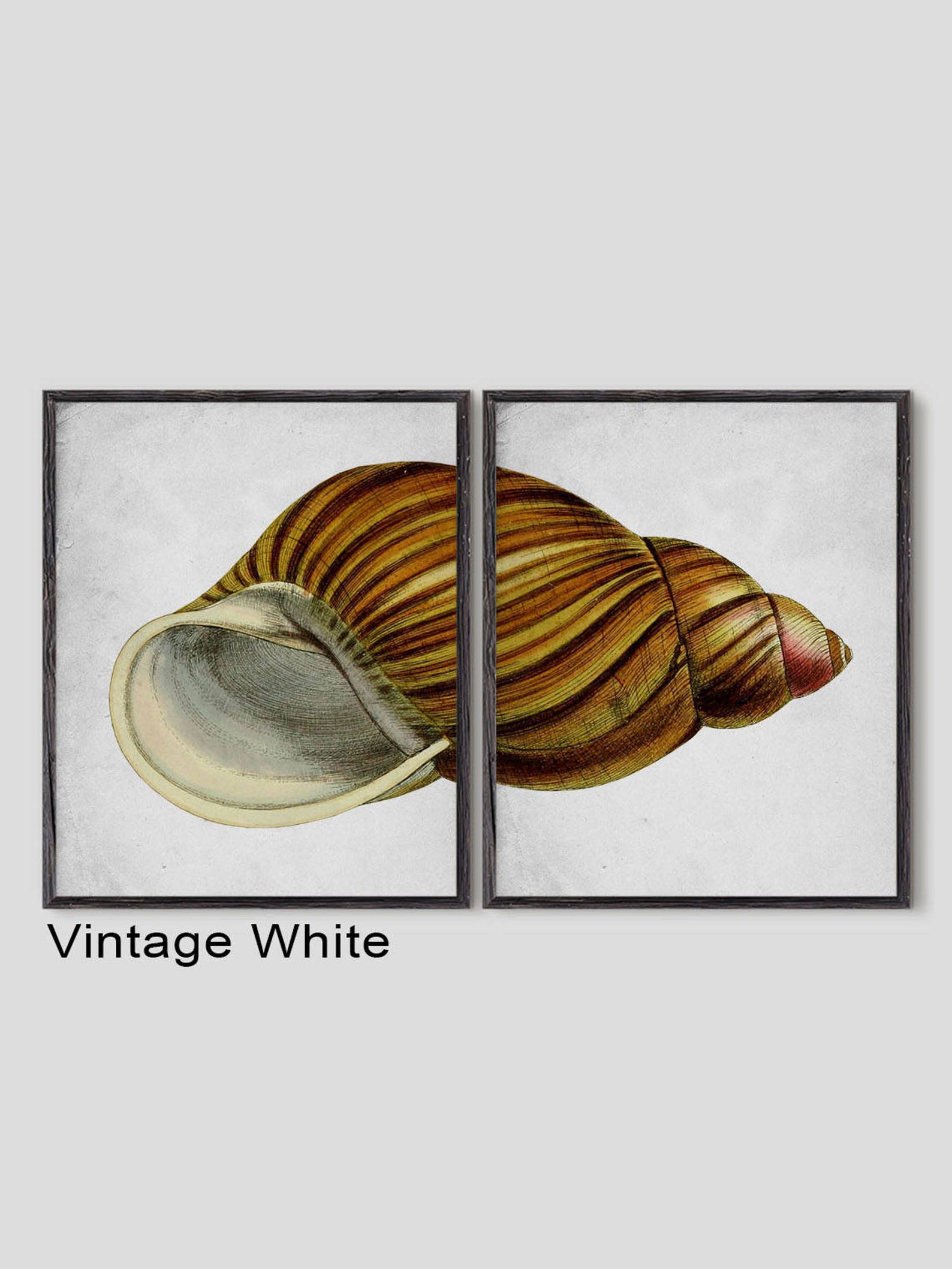 Nautical Poster Sea Shell Set of 2 Prints Blue Nautical - Etsy