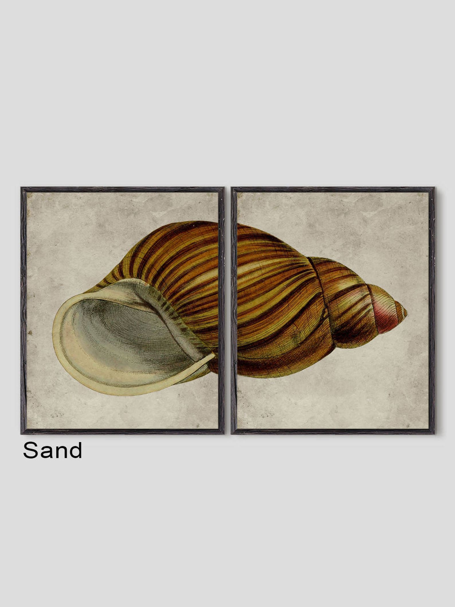 Nautical Poster Sea Shell Set of 2 Prints Blue Nautical - Etsy