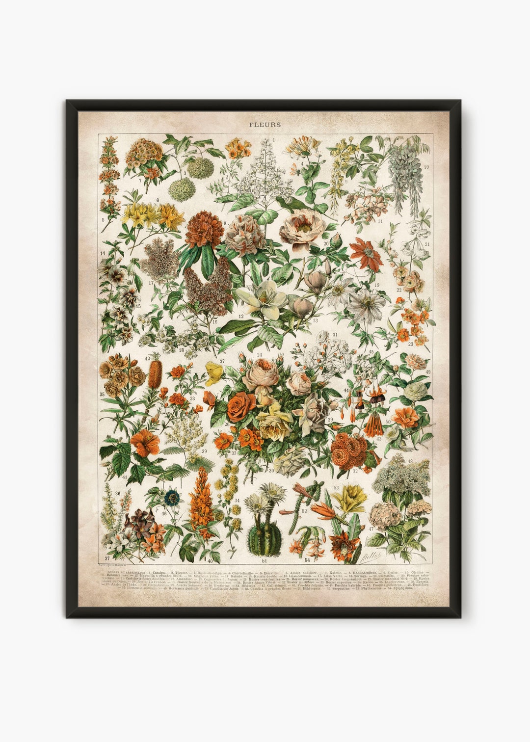 Flowers Poster, Larousse Flowers Wall Art, Flower Art, Prints Nature ...