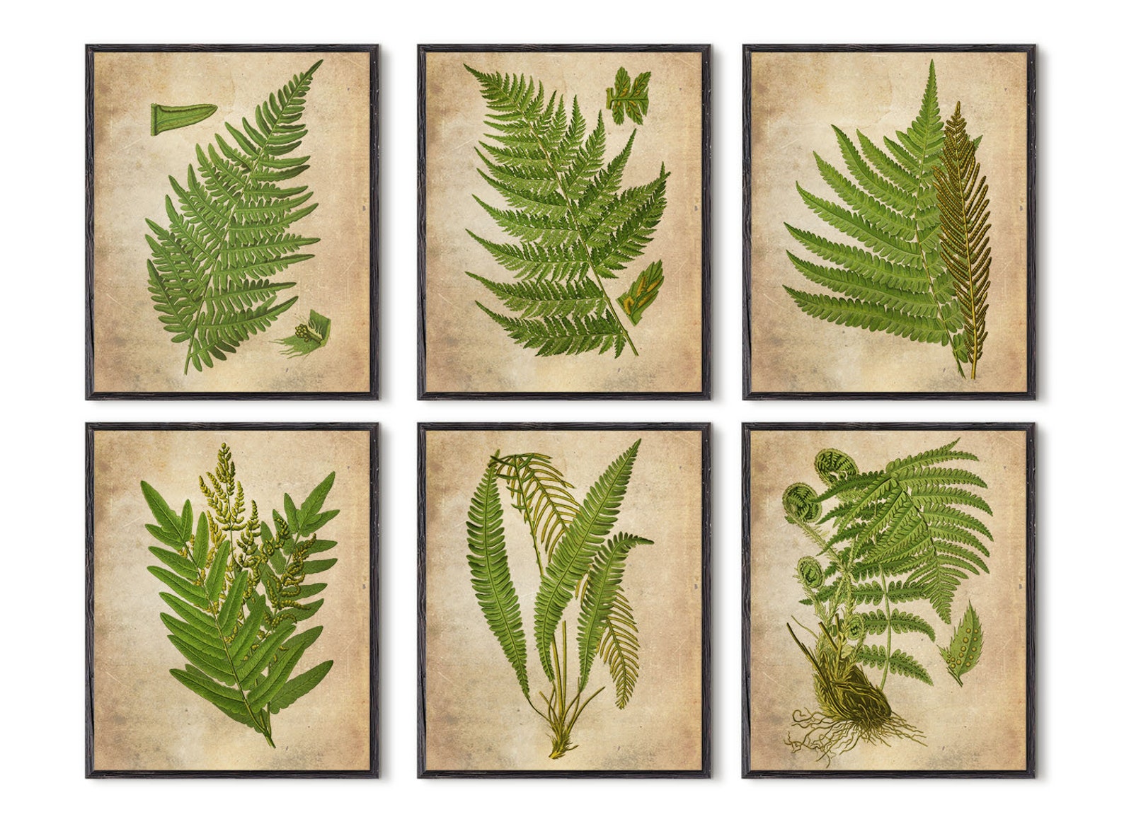 Set of 6 Prints of Ferns Illustrations Botanical Wall Art for | Etsy