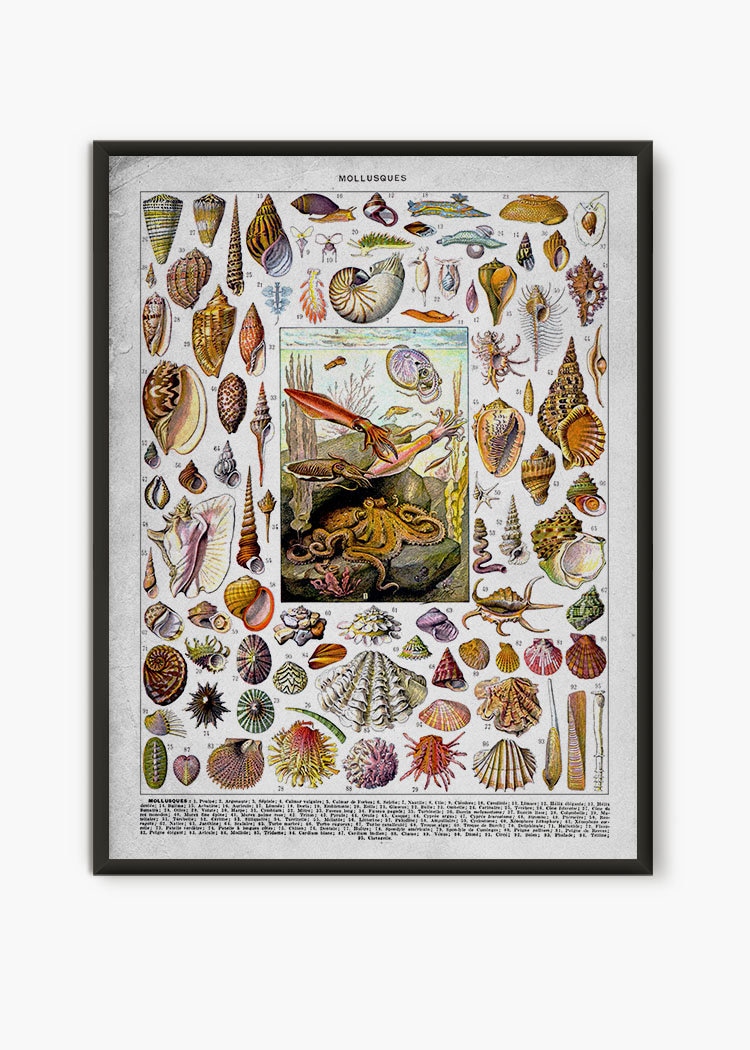 Shellfish Art Nautical Poster Seashel Print Marine - Etsy