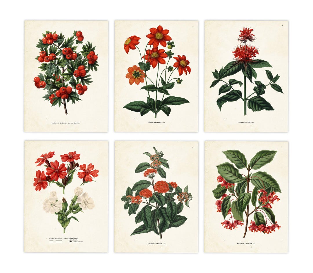 Red Floral Wall Art Set of 6 Prints, Red Flowers Print Set, Botany Art ...