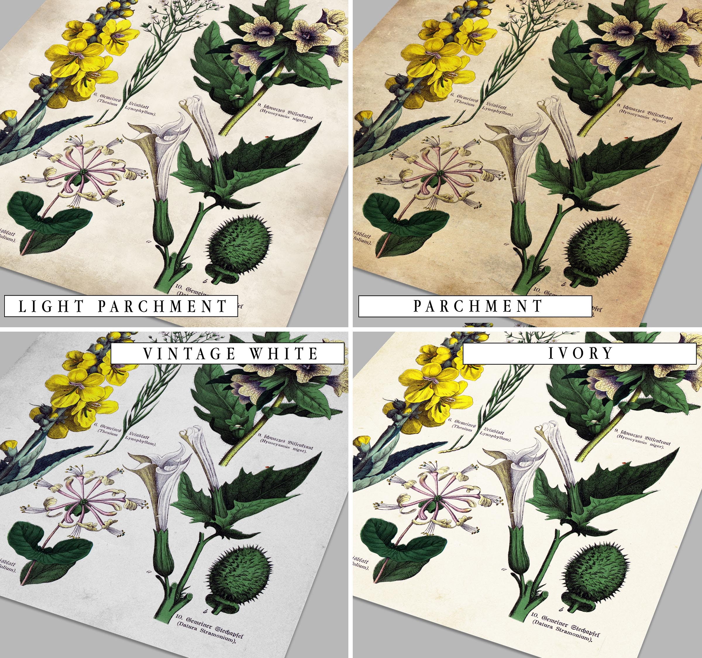Botanical Poster Wall Art Set of 6 Prints Coulored Flower Art - Etsy