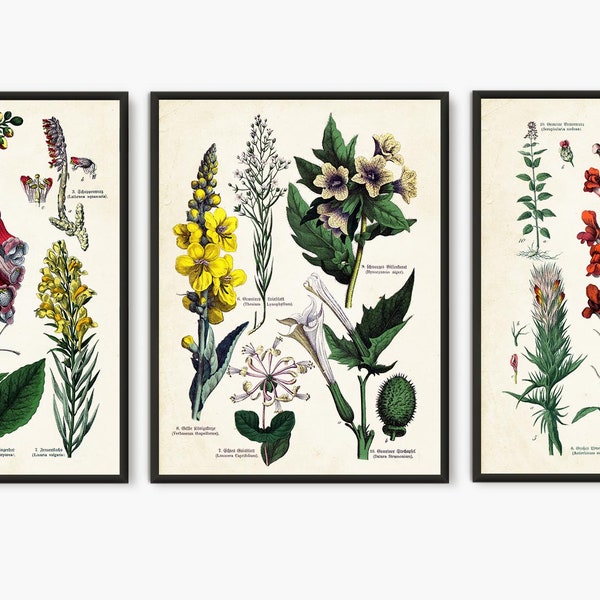 Large Botanical Prints - Etsy
