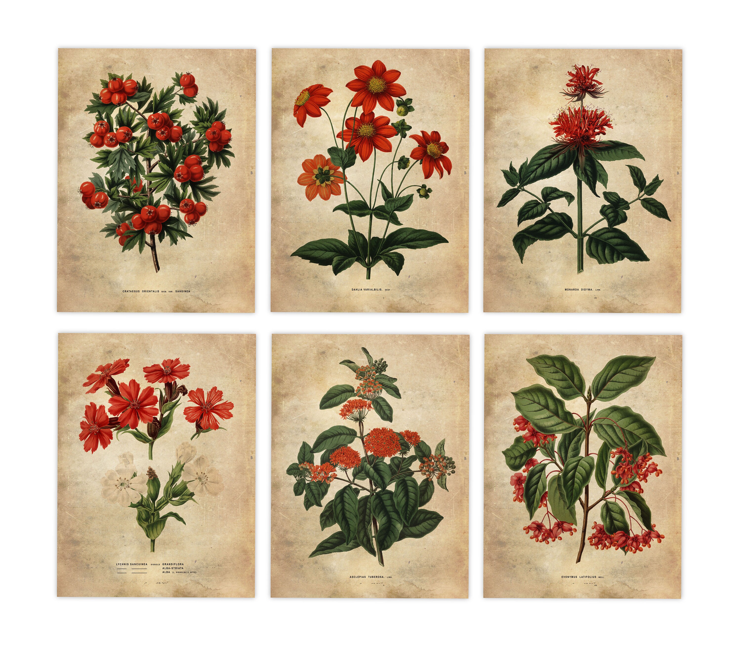 Red floral wall art set of 6 prints red flowers print set | Etsy