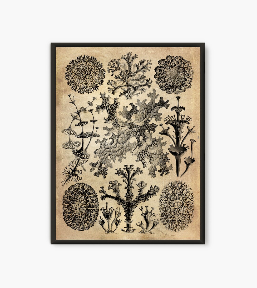 Ernst Haeckel Scientific Illustration, Natural Science Print, Lichenes ...