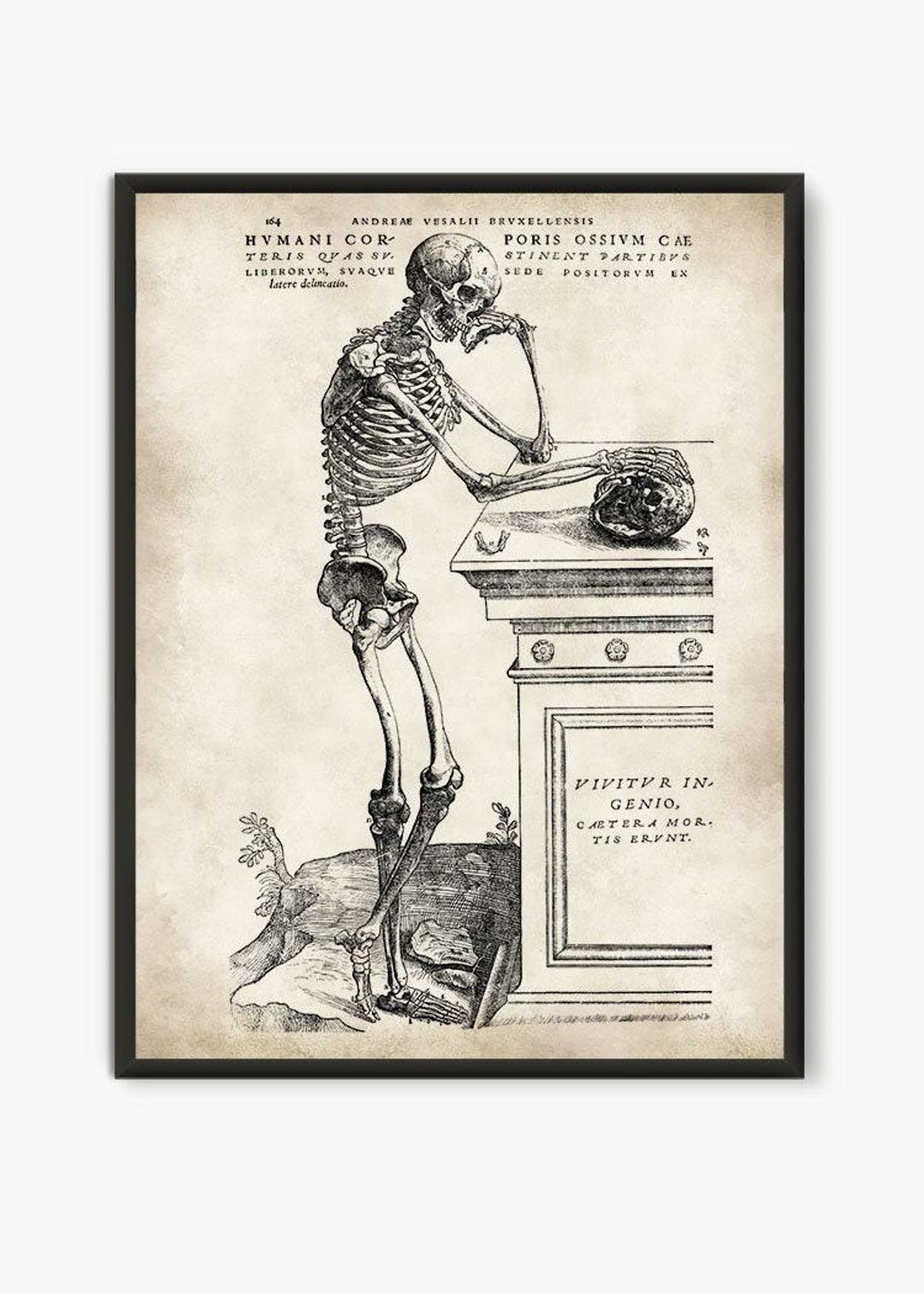 Vintage Human Skull Anatomy Poster - Gothic Halloween Art Print ...