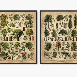 Botanical Print Set, Arbres Trees, Tree Poster, Tree Print, Nature ...
