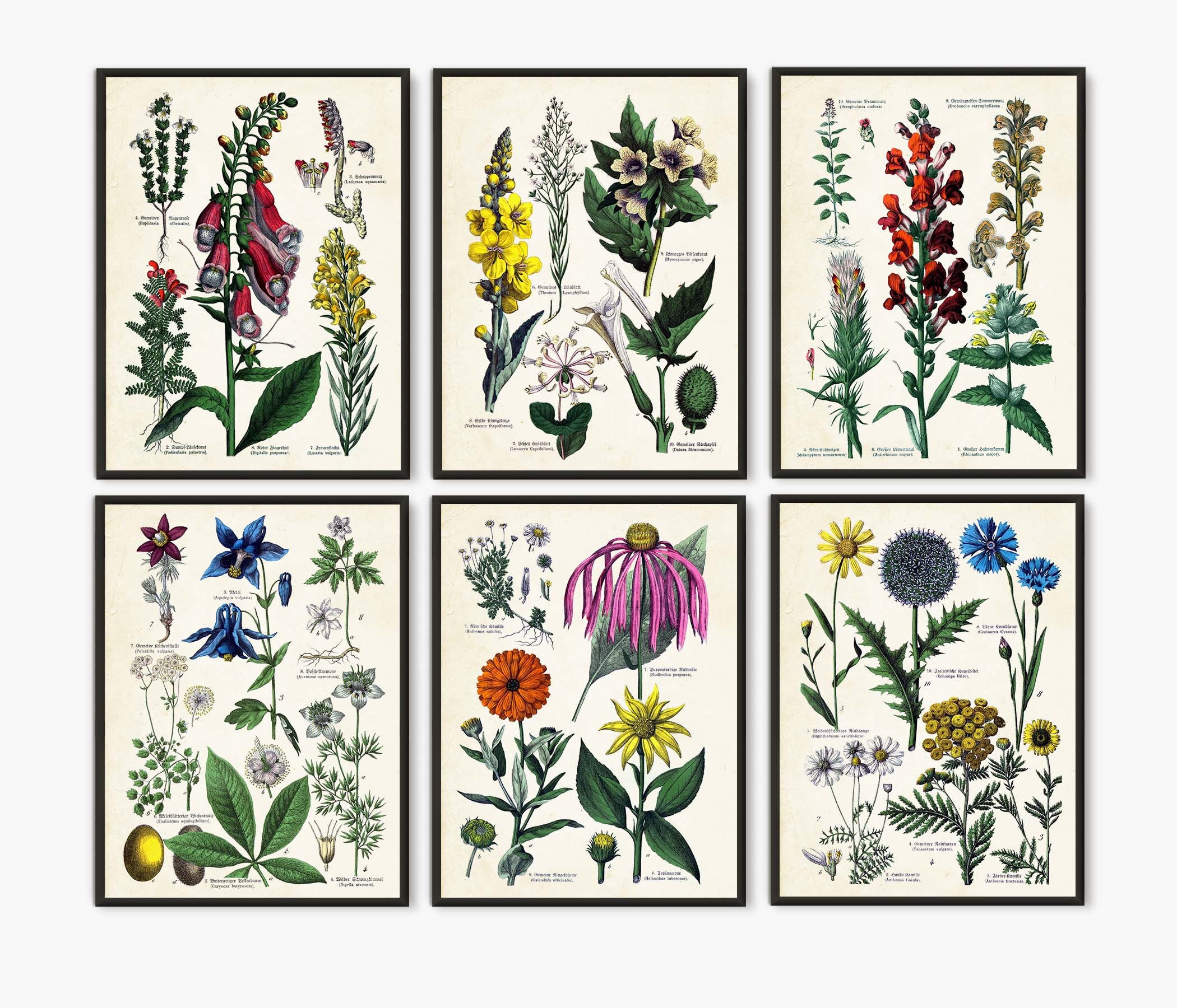 Botanical Poster Wall Art Set of 6 Prints Coulored Flower Art - Etsy