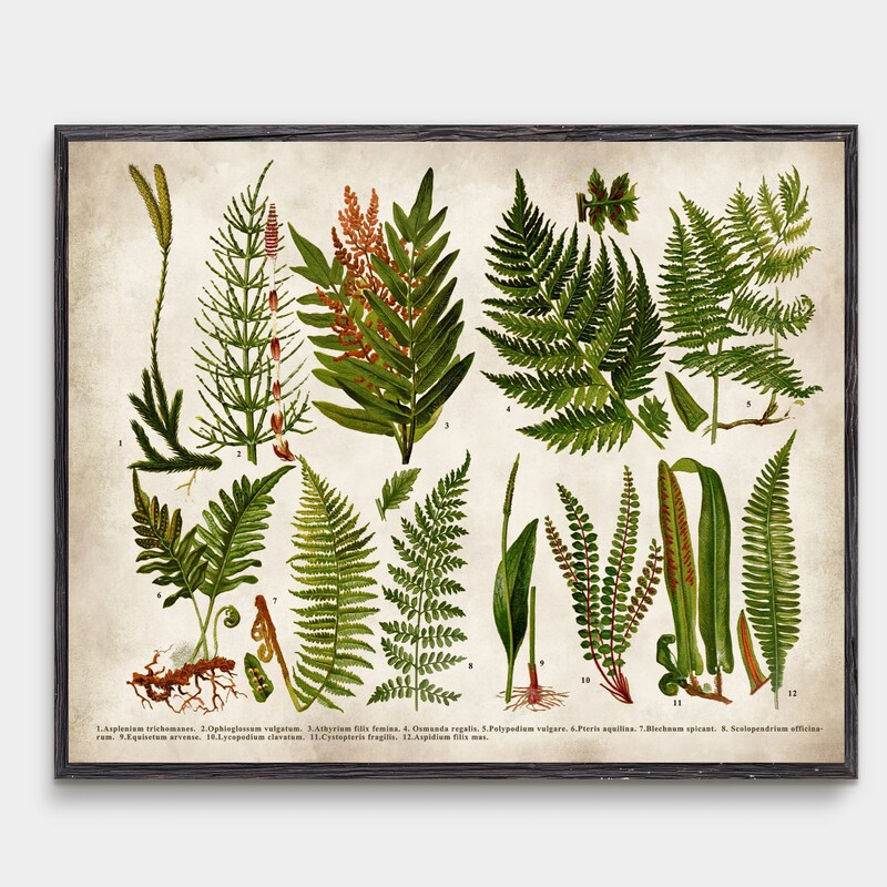 Fern Art - Etsy