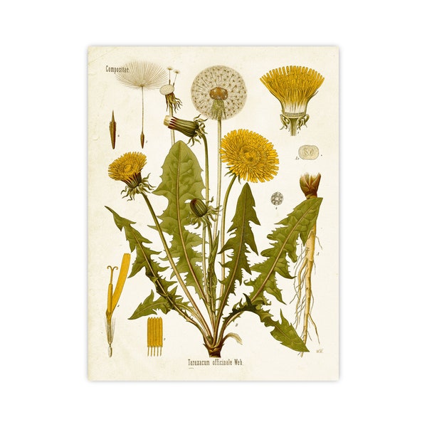 Dandelion Wall Art - Etsy