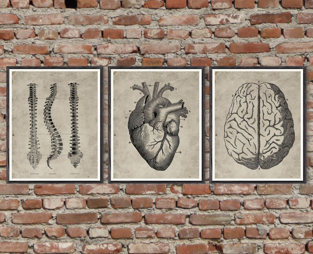Human Anatomy,set of 3,anatomy Art,human Brain,vintage Anatomy Art ...