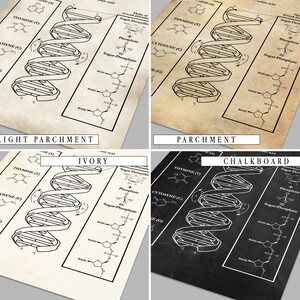 DNA Wall Art Poster Biology Student Gift Classroom Art Poster - Etsy