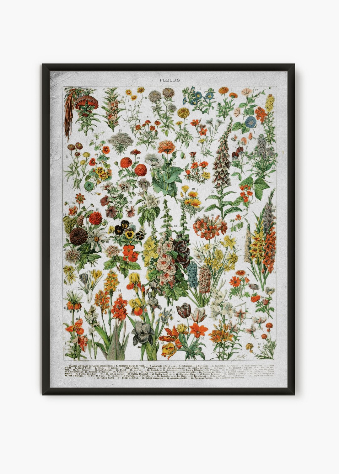 Flowers Poster, Larousse Flowers Wall Art, Flower Art, Prints Nature ...