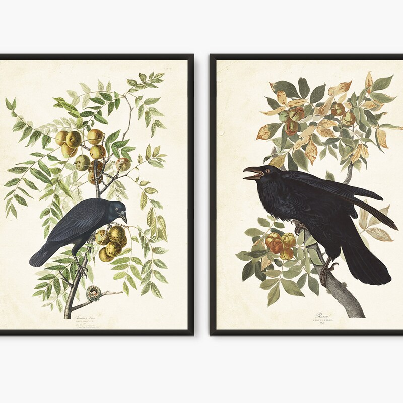 Black Raven - Etsy