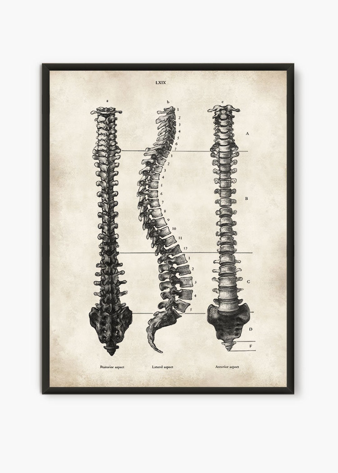 Anatomy Print Spinal Poster Gift for Doctor Wall Decor Human Skeleton ...