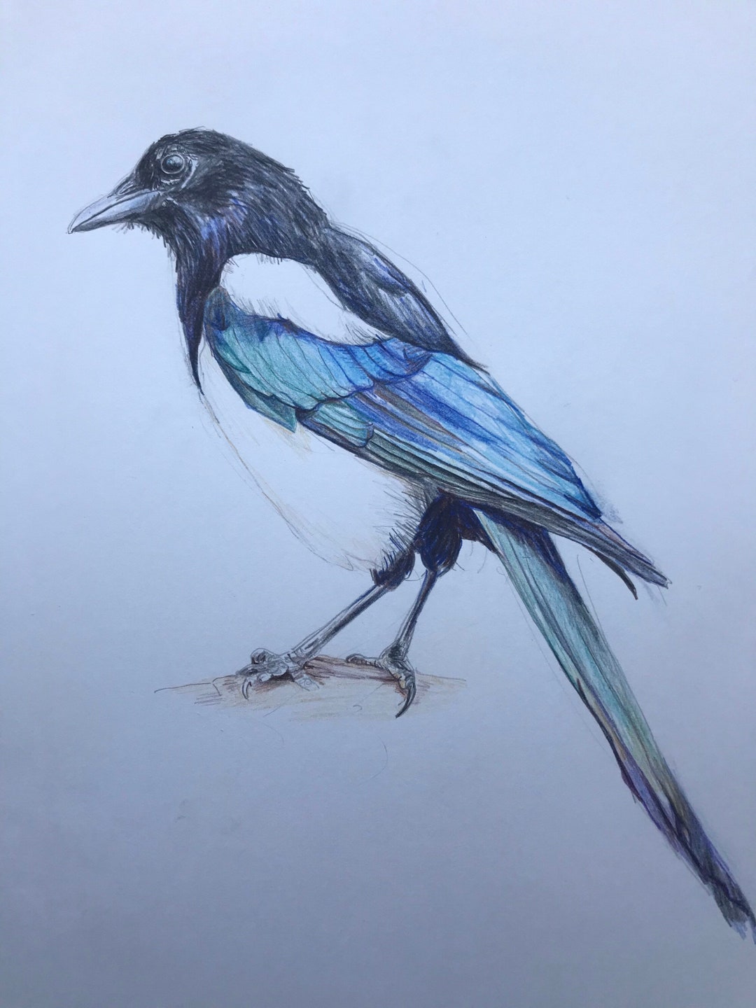 Original Pencil Drawing of Magpie, Original Art, Unique Bird Drawing ...