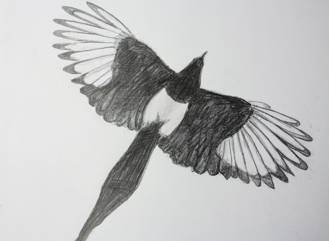 Original Pencil Drawing of Flying Magpie - Etsy UK