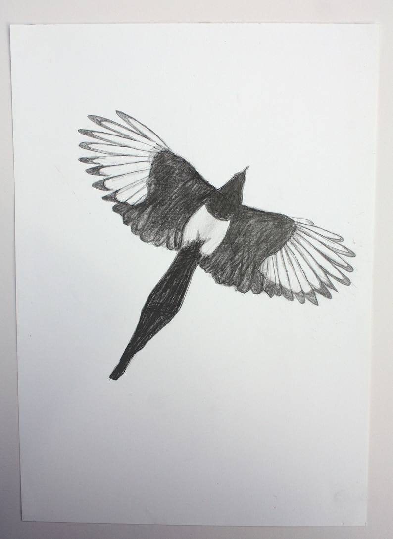 Original Pencil Drawing of Flying Magpie - Etsy