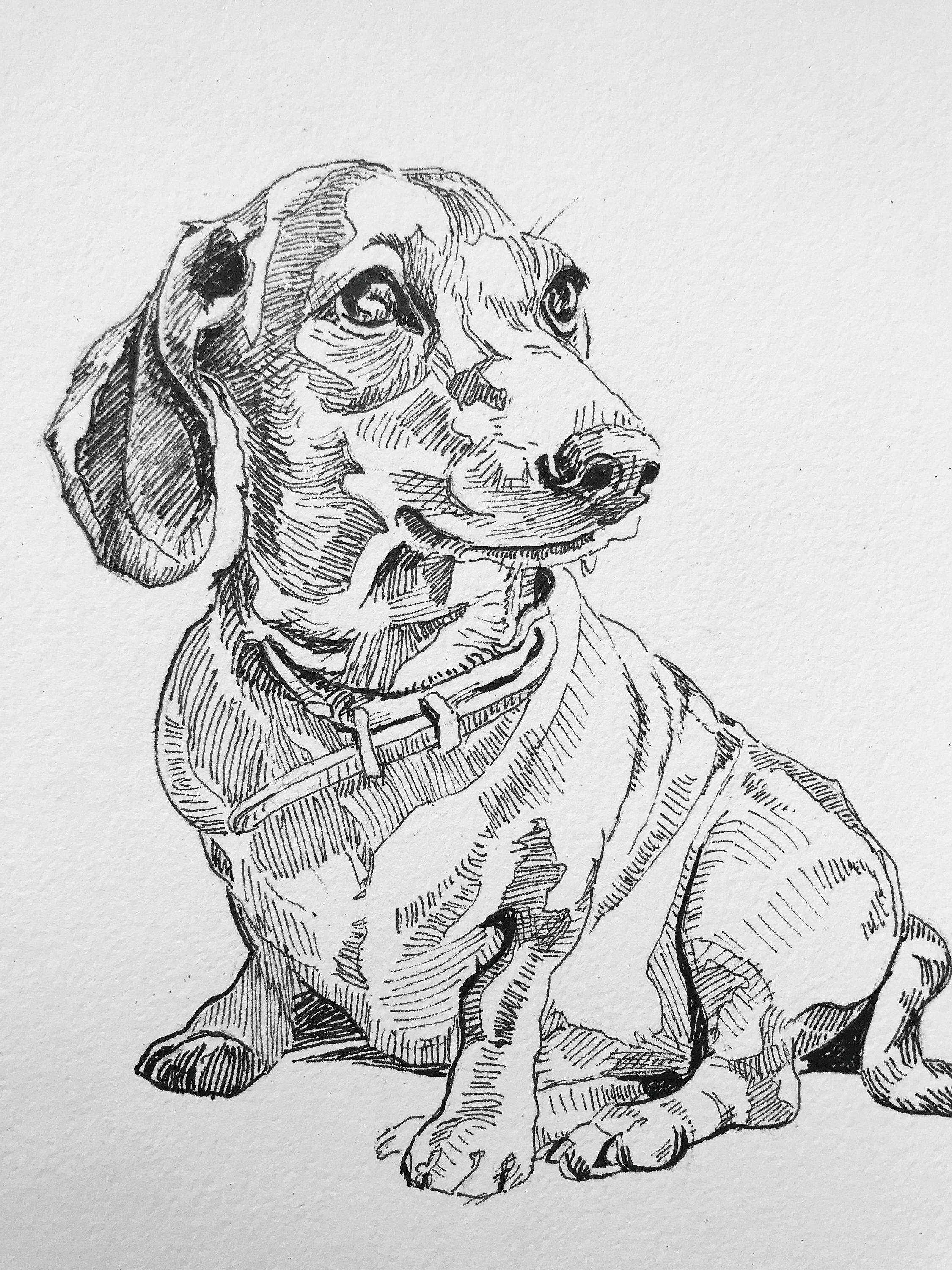 Custom Pet Portrait, Hand Drawn Pet Picture, Dog Drawing, Personalized ...