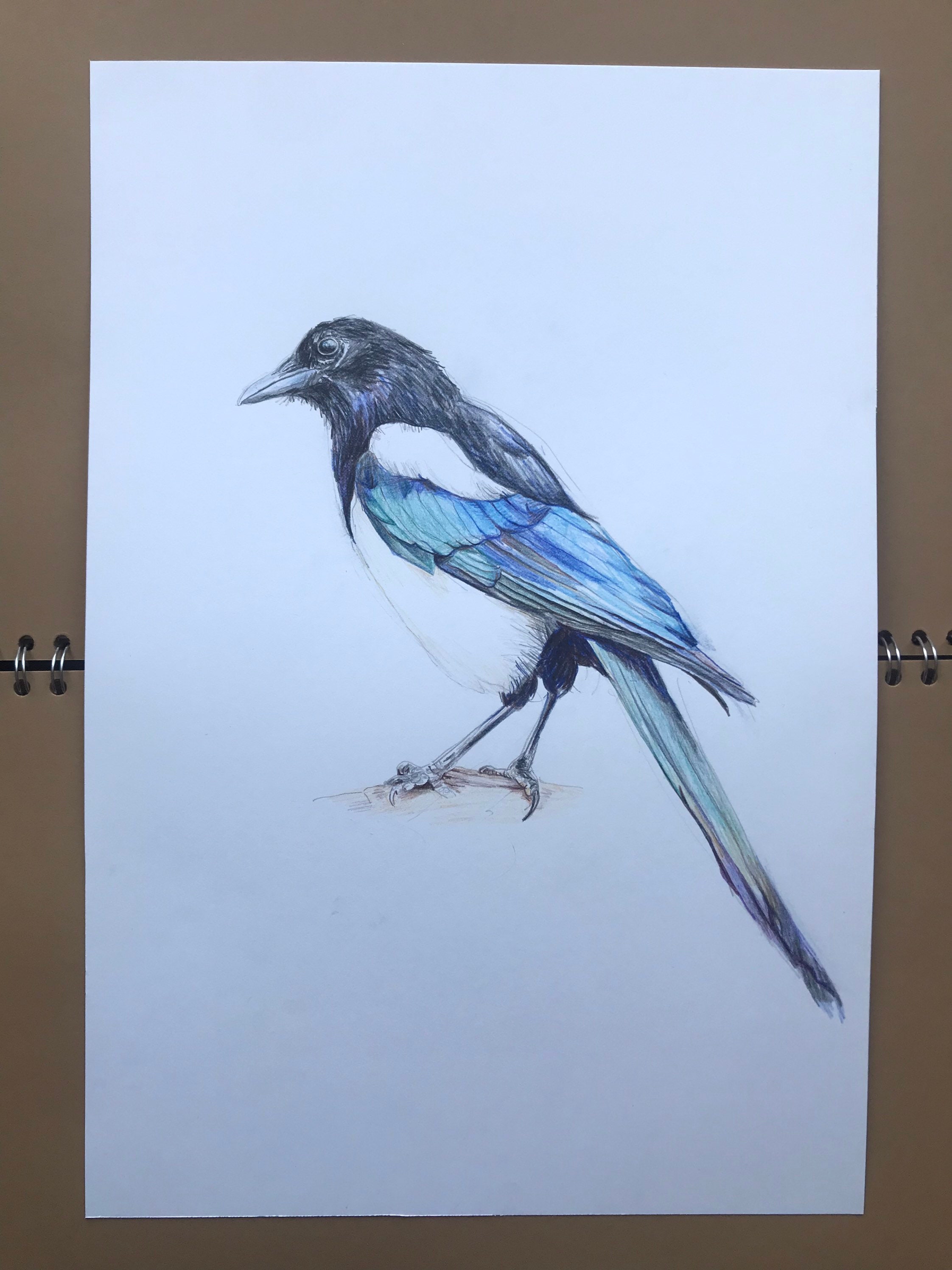 Original Pencil Drawing of Magpie, Original Art, Unique Bird Drawing ...