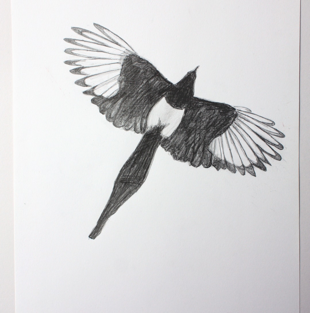Original Pencil Drawing of Flying Magpie - Etsy