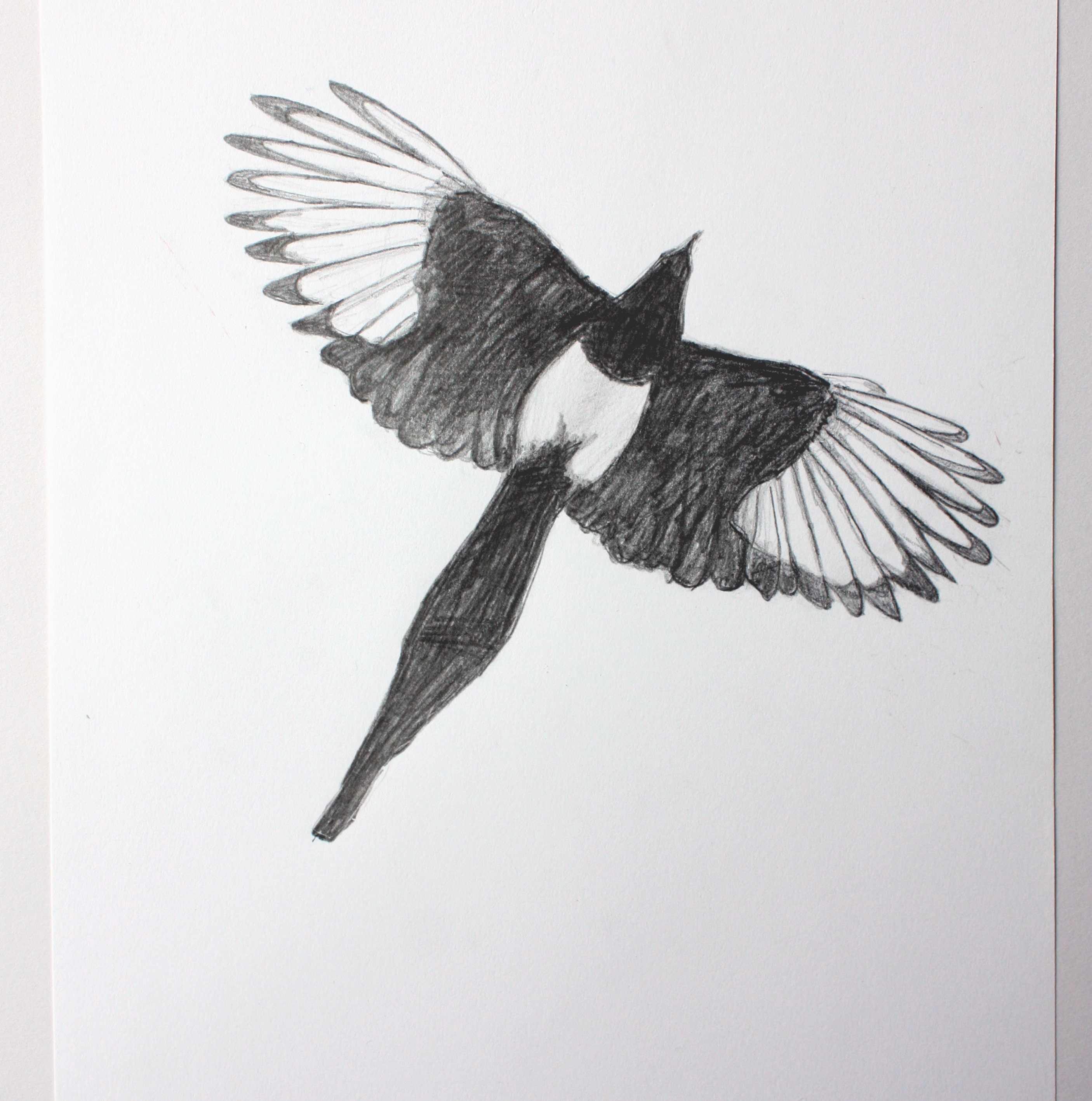 Original Pencil Drawing of Flying Magpie - Etsy