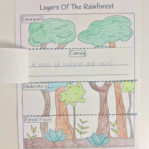 Rainforest Diorama & Resources - Educational, Jungle, Ecosystem ...