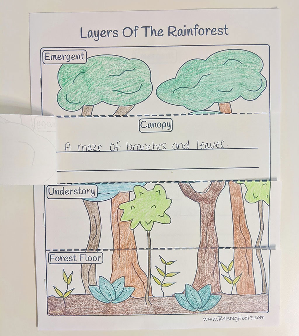 Rainforest Diorama & Resources - Educational, Jungle, Ecosystem ...