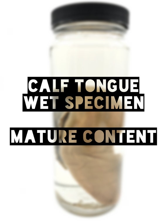 Calf Tongue Wet Specimen Taxidermy Preserved Oddities | Etsy