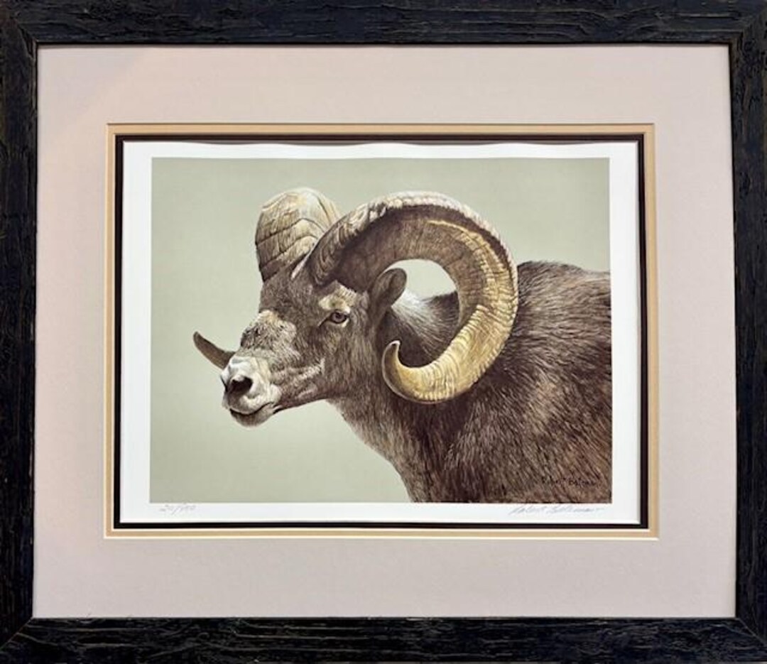 Robert Bateman "stone Sheep Ram" Hand Signed & # Nature Wildlife Art ...