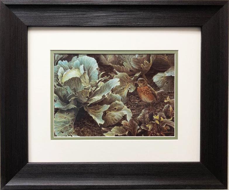 Robert Bateman "summer Garden- Young Robin " FRAMED Art - Etsy