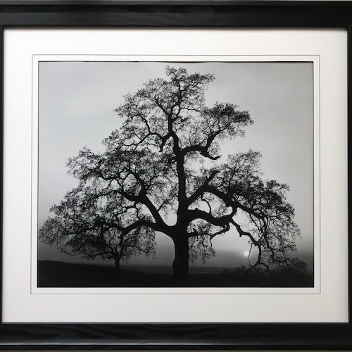 Ansel Adams oak Tree Snowstorm Custom Framed NEW - Etsy
