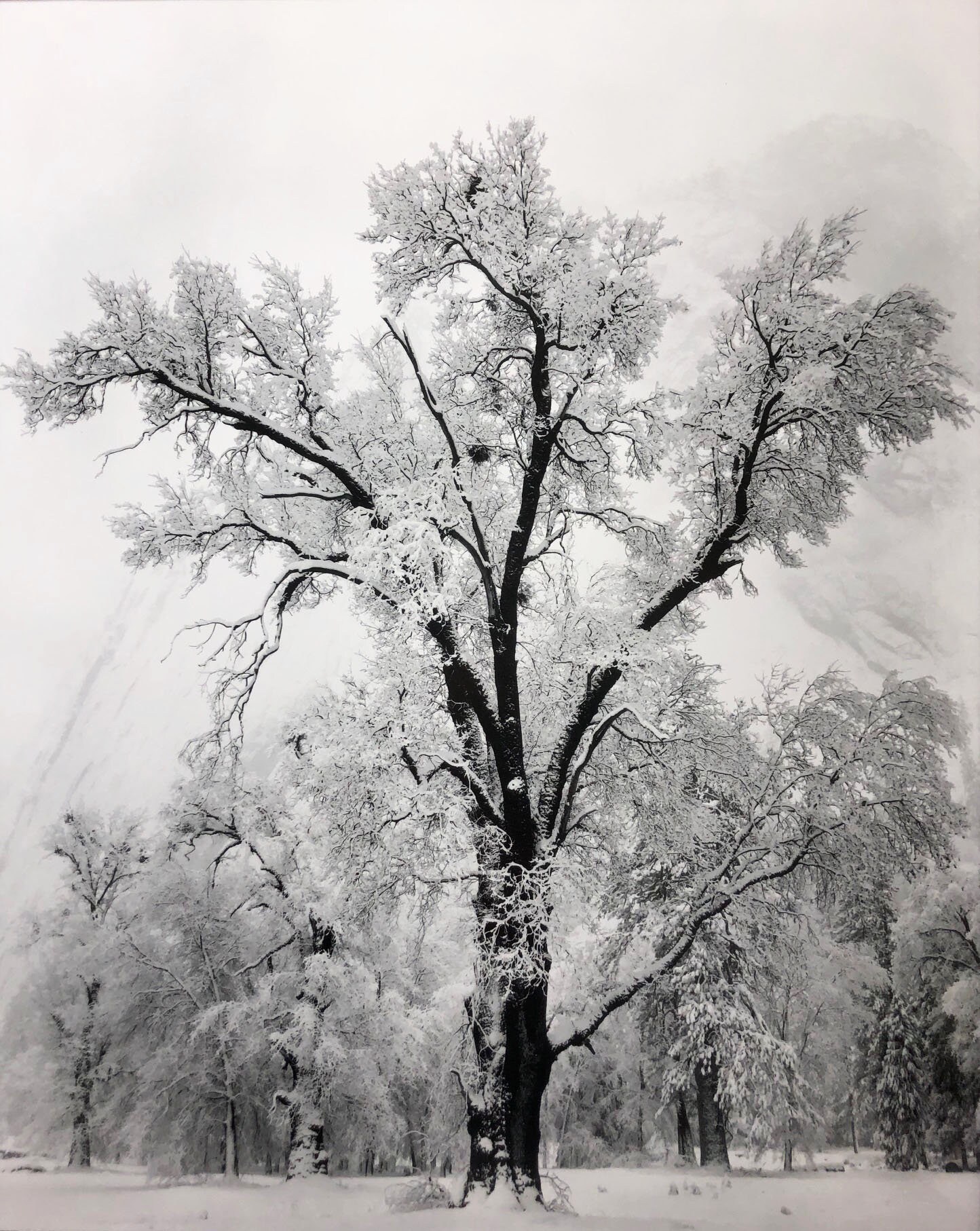 Ansel Adams "oak Tree Snowstorm" Custom Framed NEW - Etsy