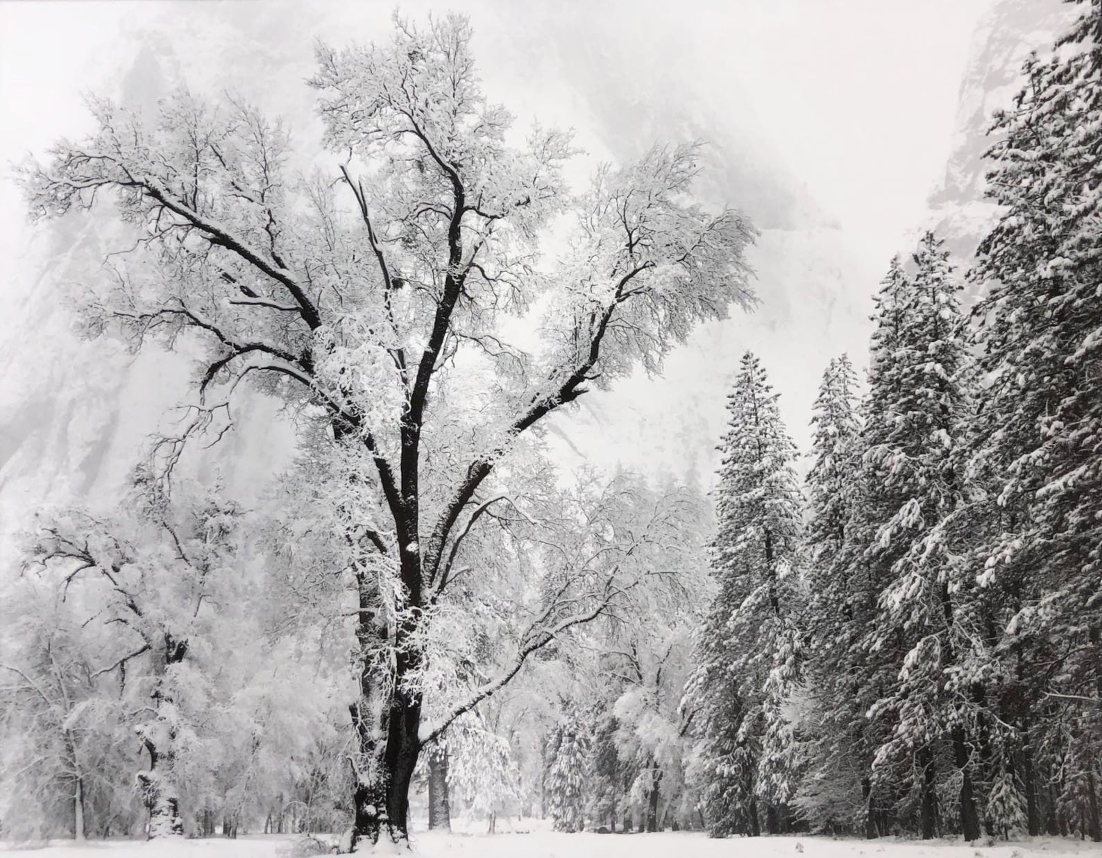 Ansel Adams "oak Tree Snowstorm" Custom Framed NEW ART Print - Etsy